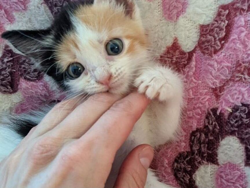 Элис ищет дом