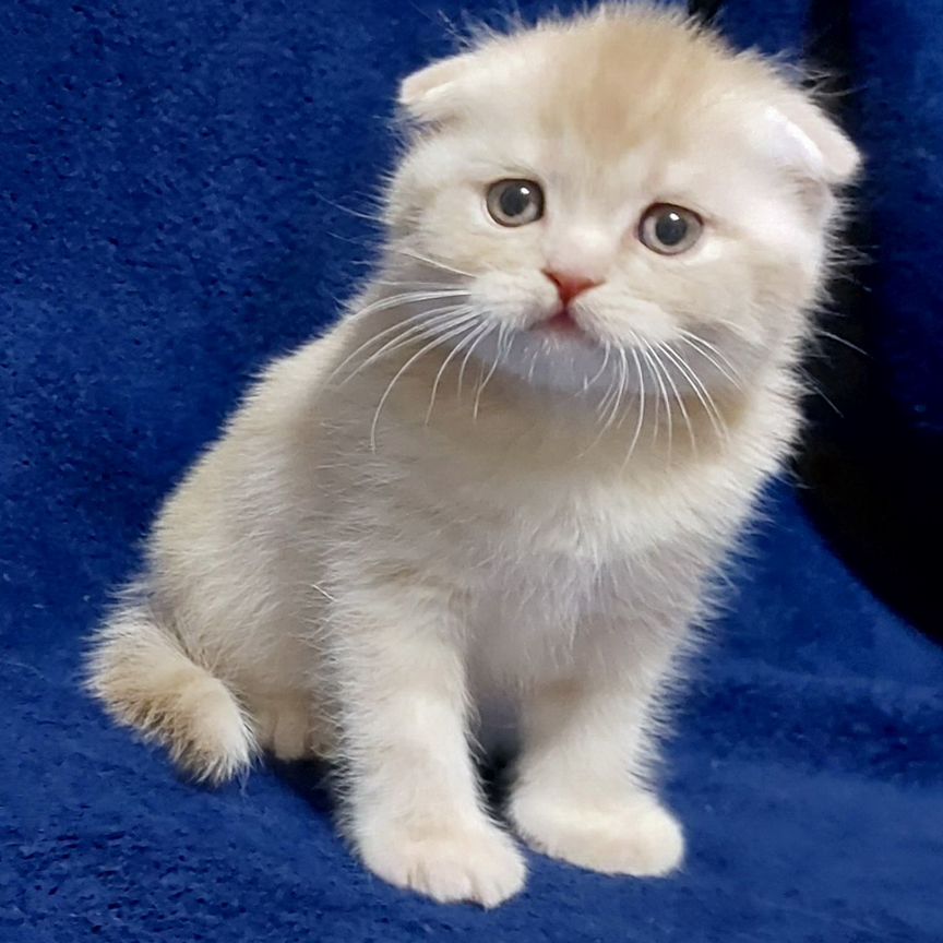 Шотландские вислоухие котята 1,5мес (скотиш-фолд)