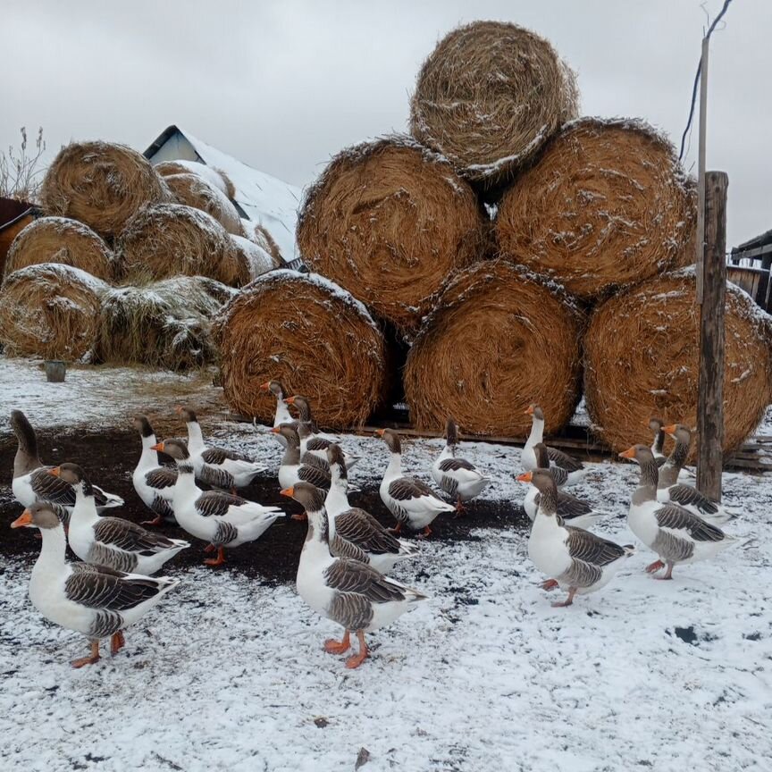 Гуси домашние на племя