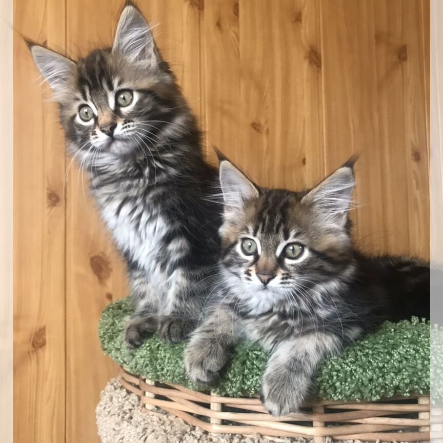 Шикарные котята Мейн-Кун