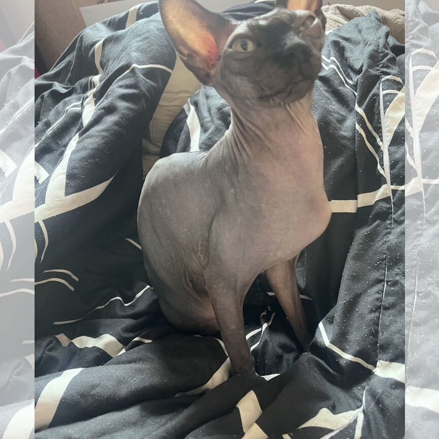 Канадский сфинкс, взрослая кошка