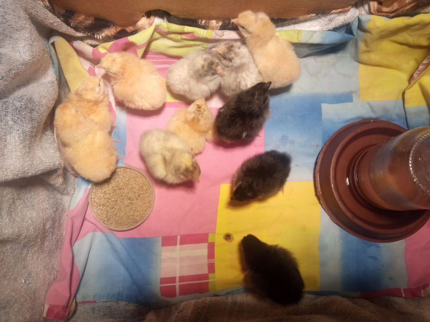 Цыплята джерсийский гигант, орпингтон