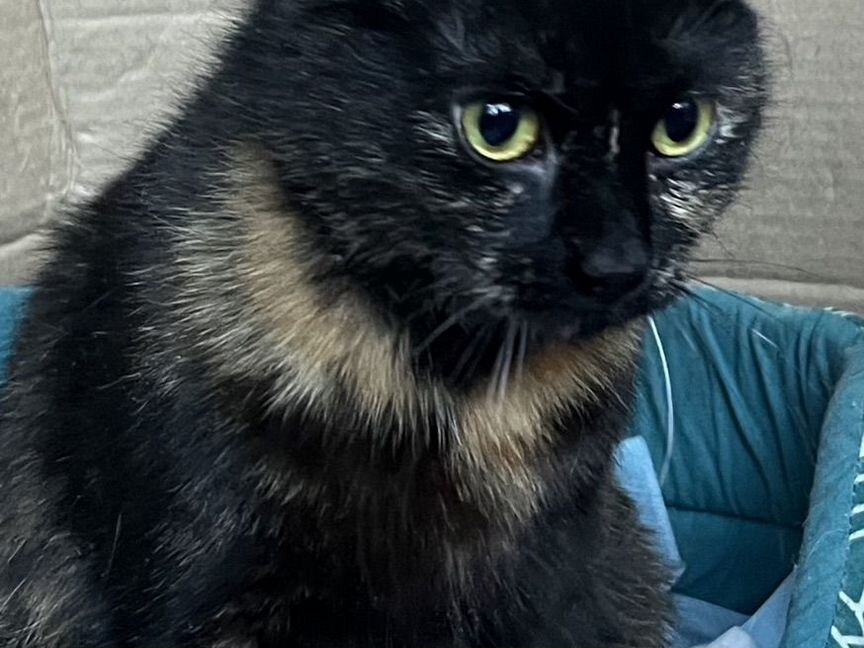 Кошка в добрые оуки