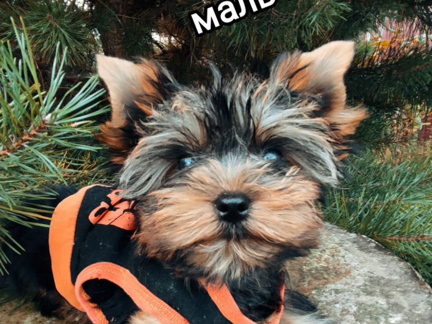 Йоркширский терьер мини паренёк