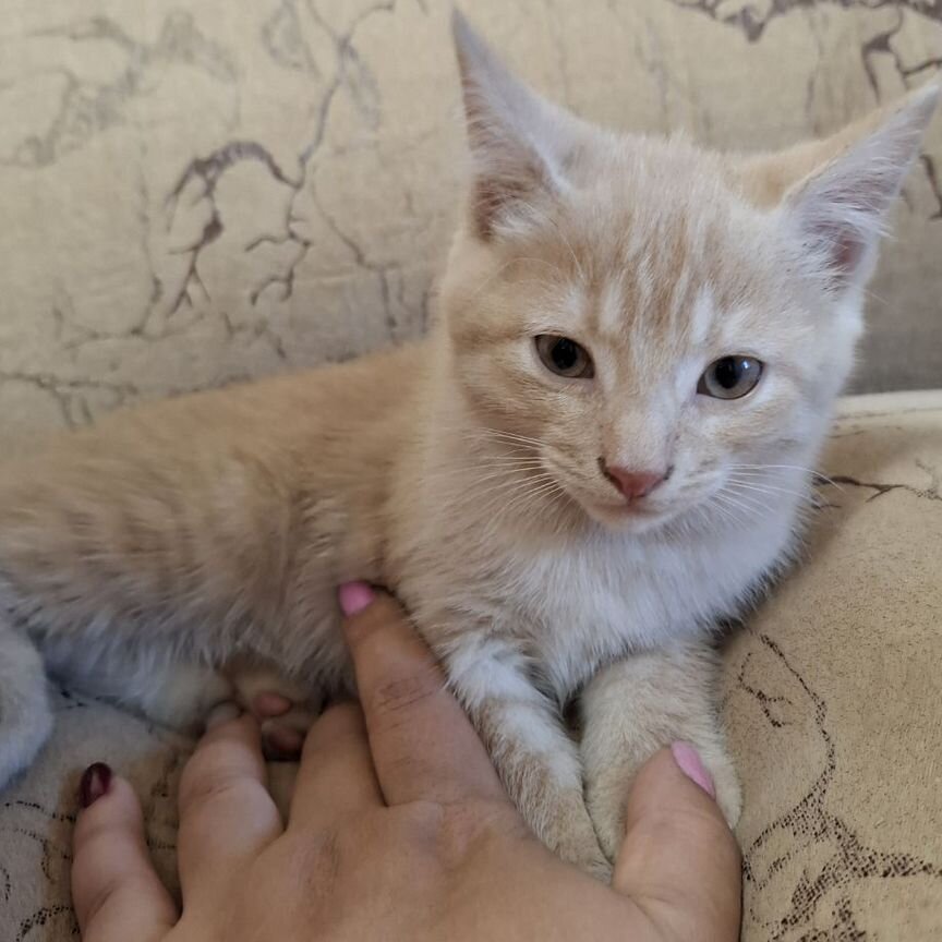 Котенок бесплатно в добрые руки
