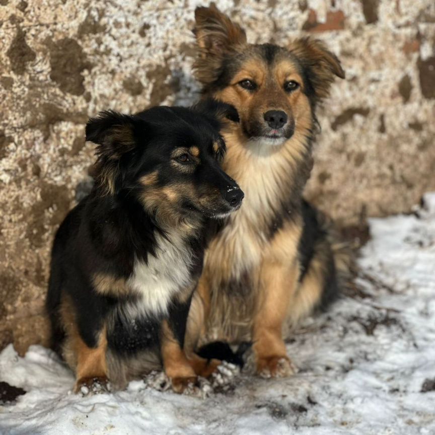 Собачки коротколапики ищут дом