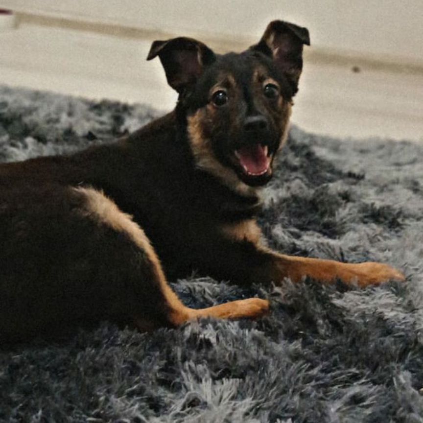 Щенку нужен дом