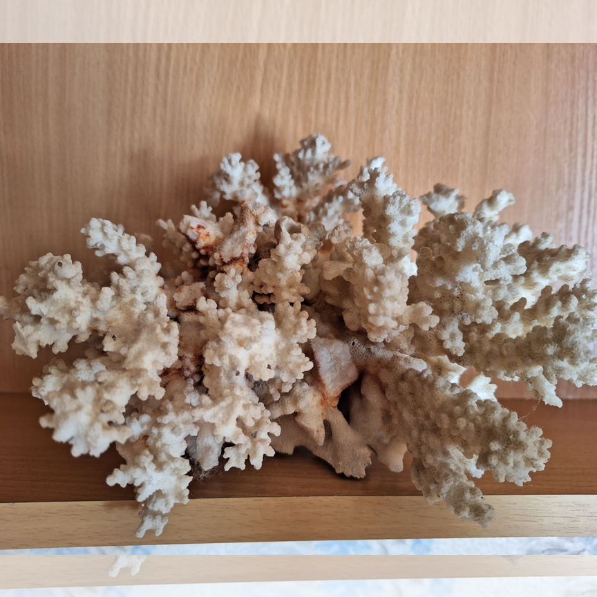 Натуральный морской коралл