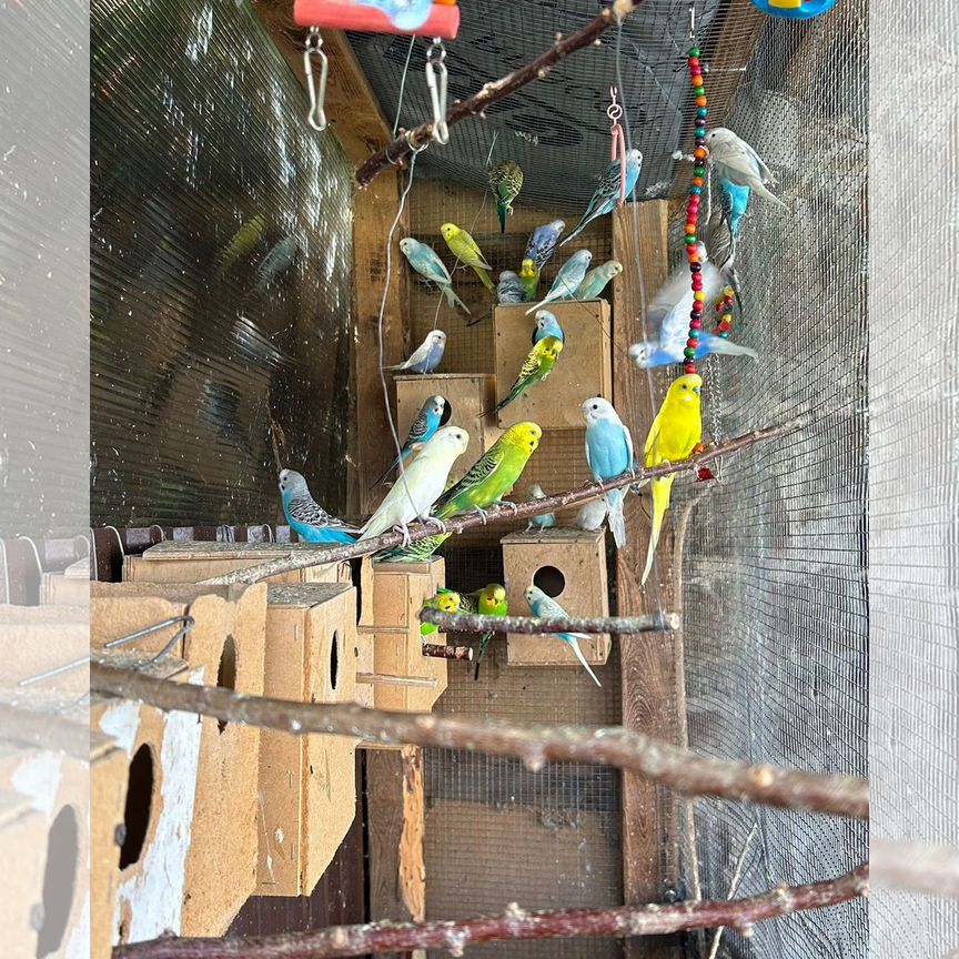 Волнистый попугай