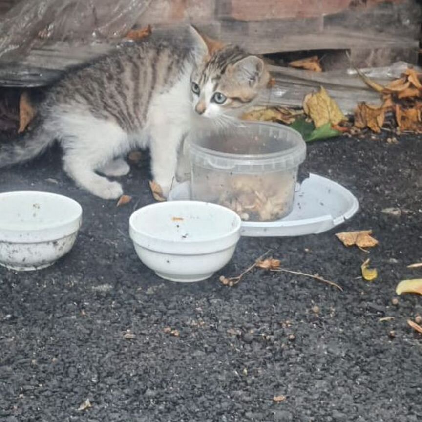 Котятки в добрые руки бесплатно