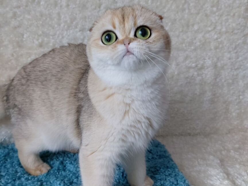 Шотландская вислоухая девочка