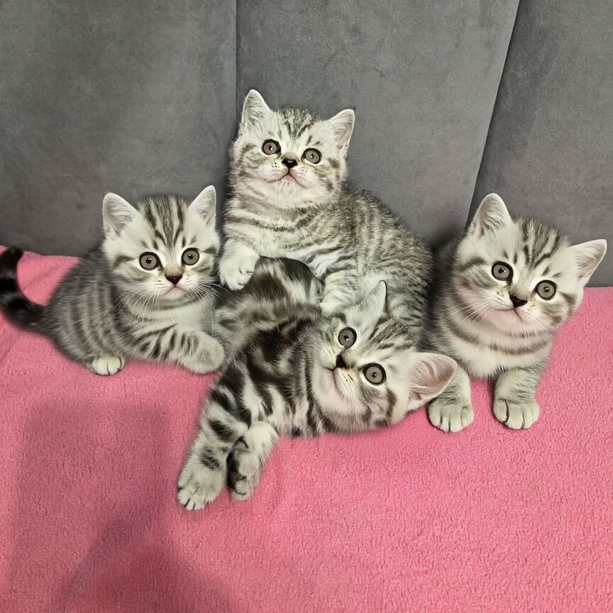 Шотландский прямоухий короткошёрстный котёнок