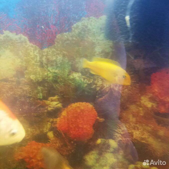 Рыба подарю