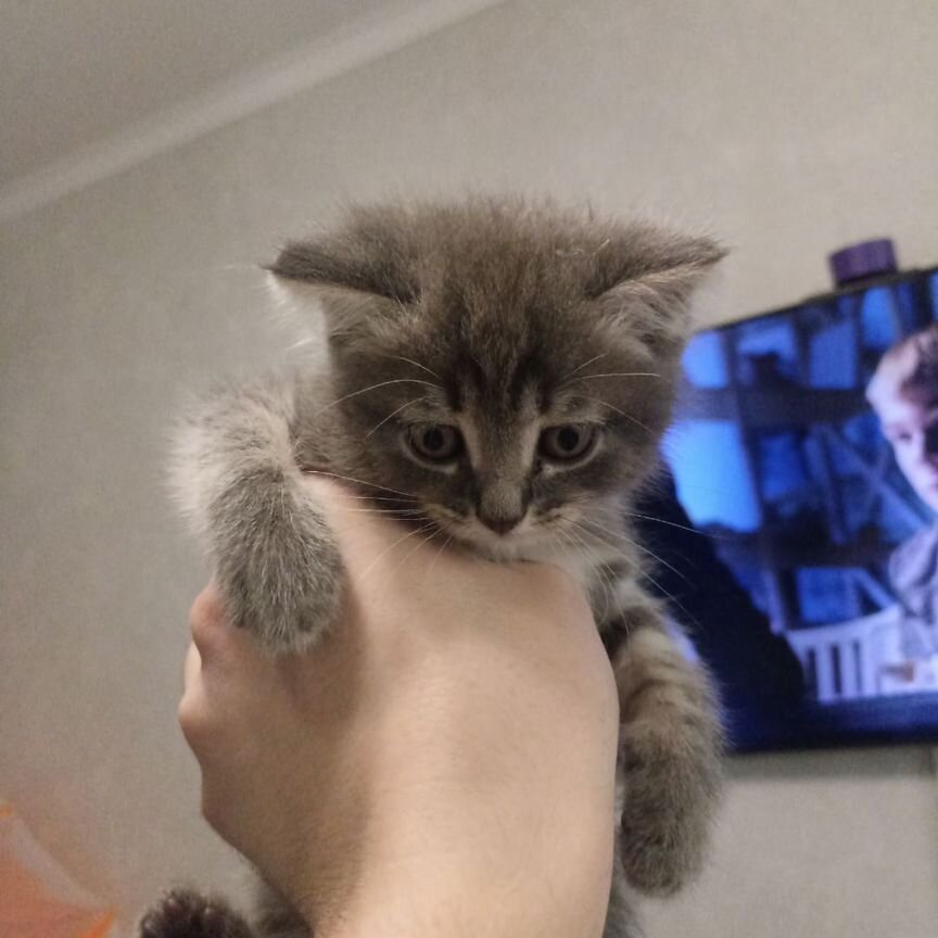 Котик в добрые руки шотландец