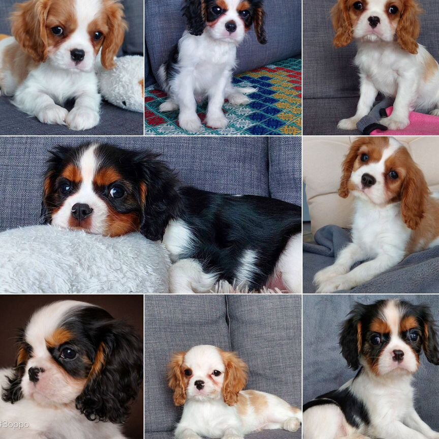 Кавалер кинг-чарльз-спаниель, щенок