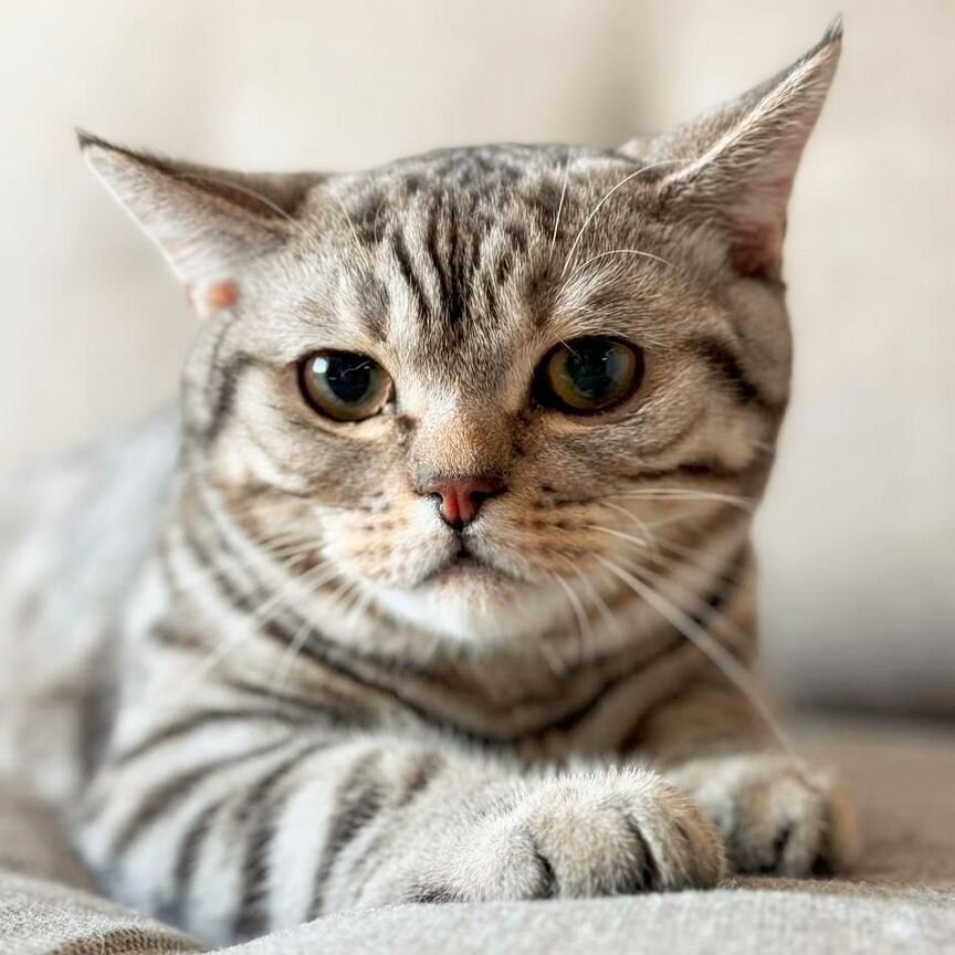 Котенок 6 месяцев