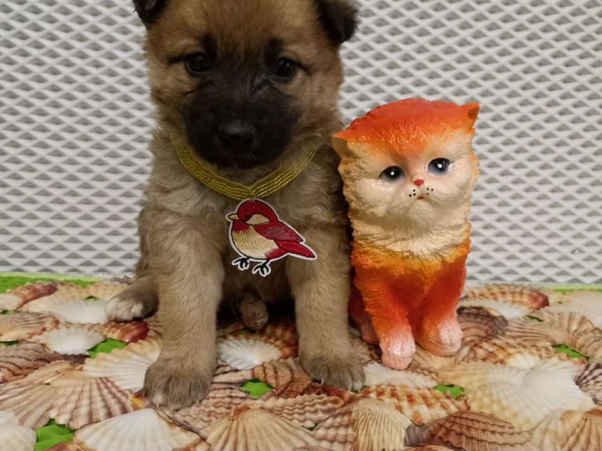 Веселые щенки ищут хозяина