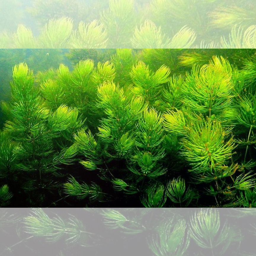 Аквариумные растения прополка