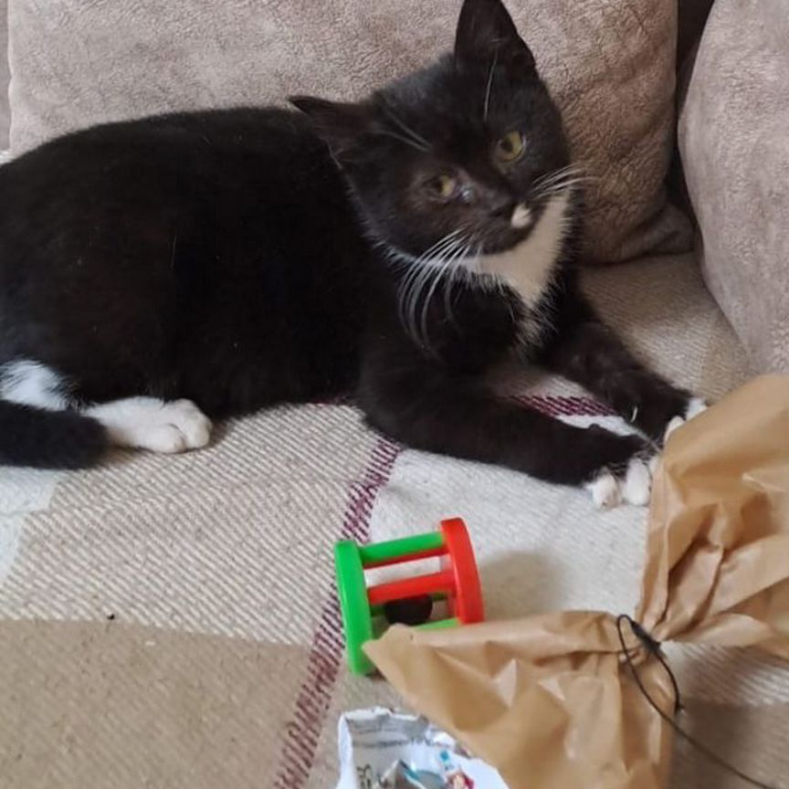 Котёнок