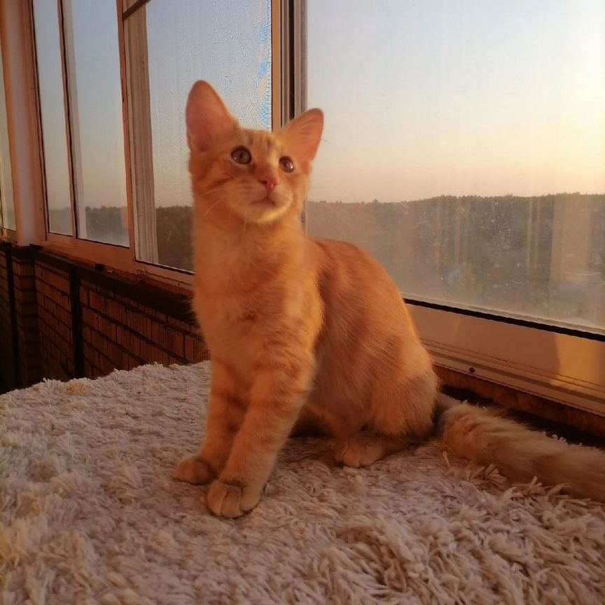 Рыжики мальчики