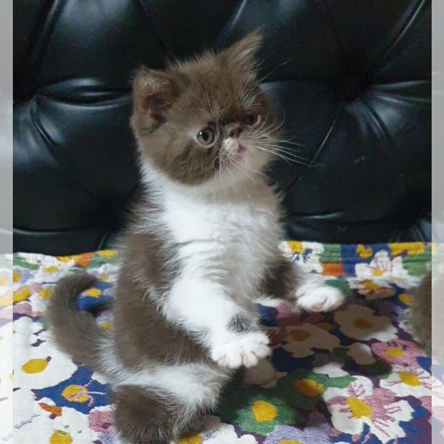 Экзотический короткошёрстный котёнок