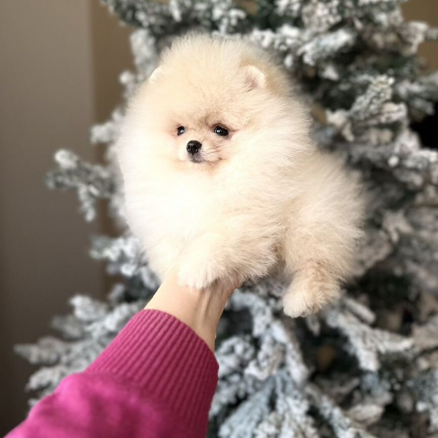 Померанский шпиц мини мишка