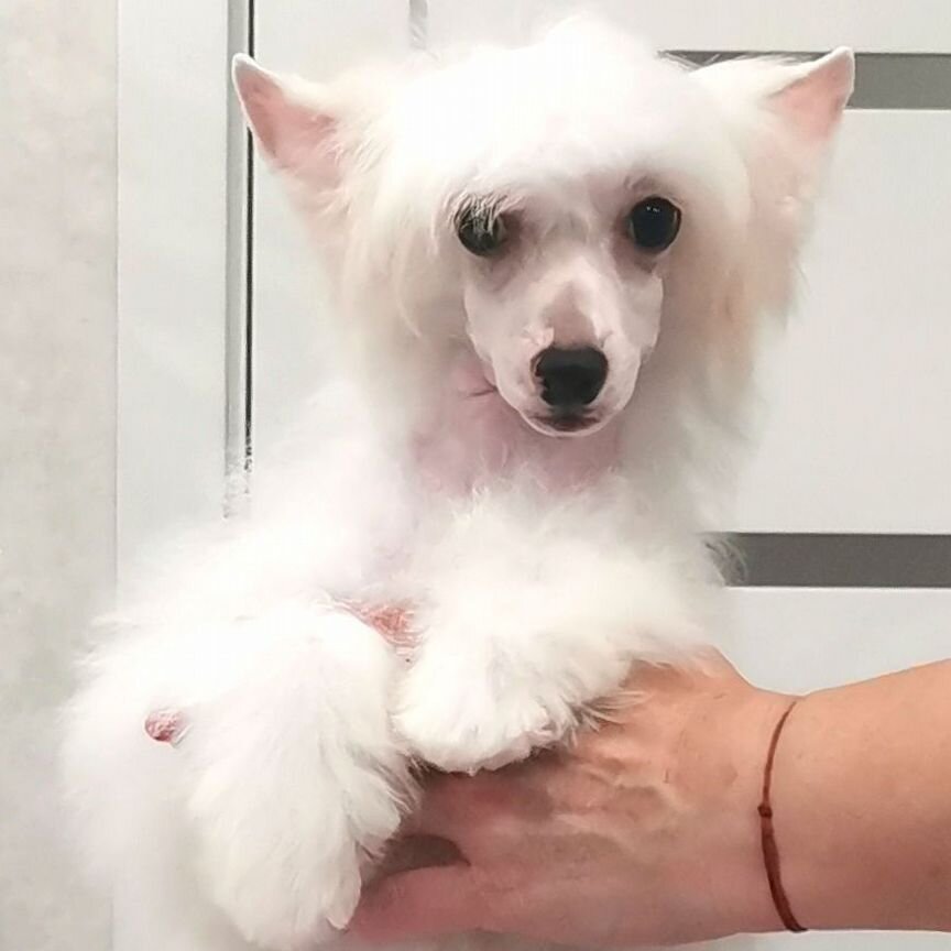 Китайская хохлатая, щенок