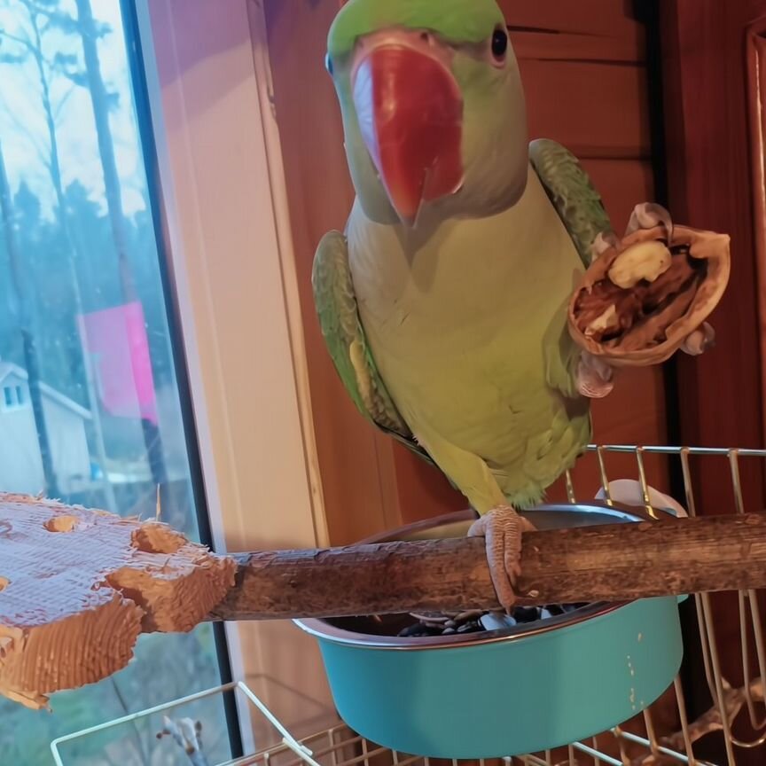 Александрийский попугай