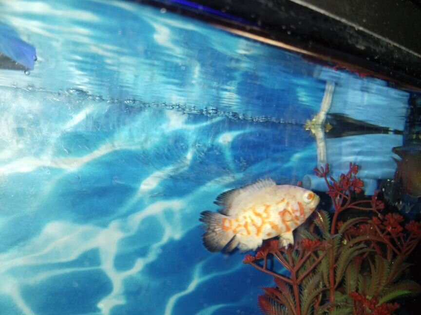 Малек астронотуса