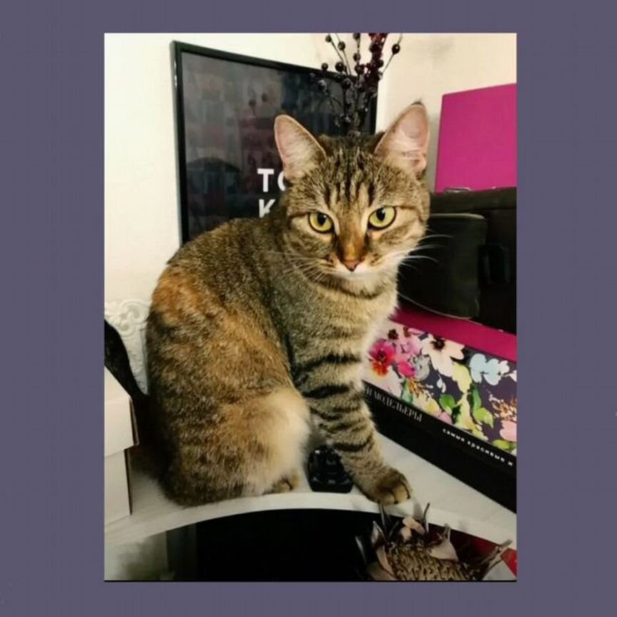 Кошка не портит мебель