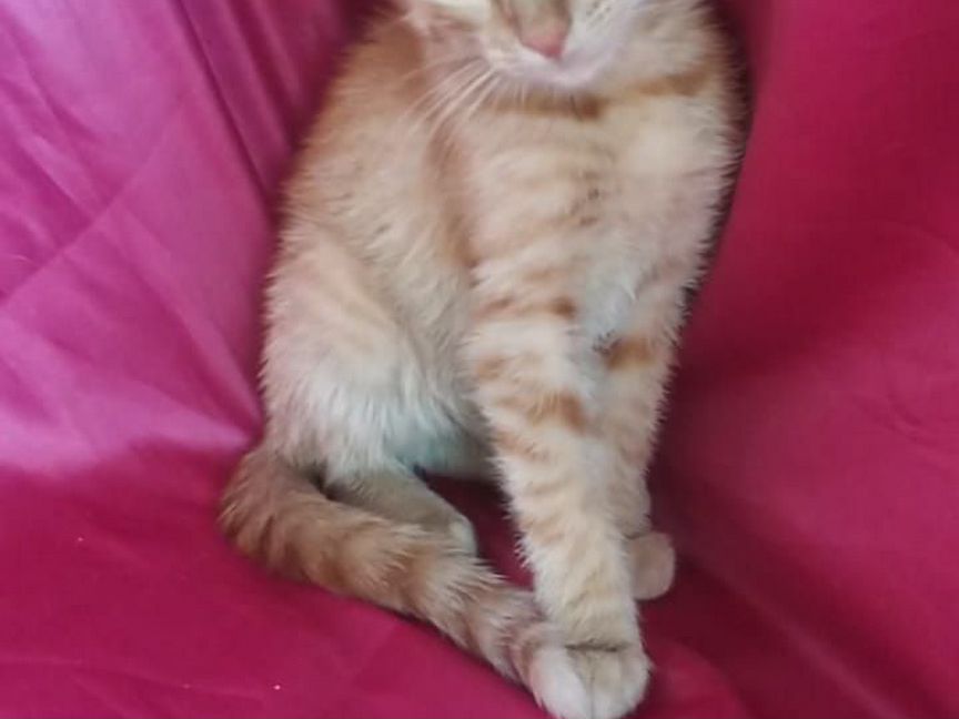 Котенок Симба яркий полосатый