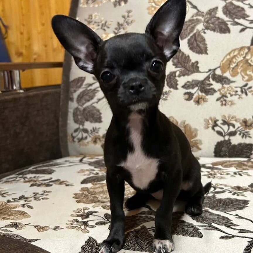 Чихуахуа, щенок