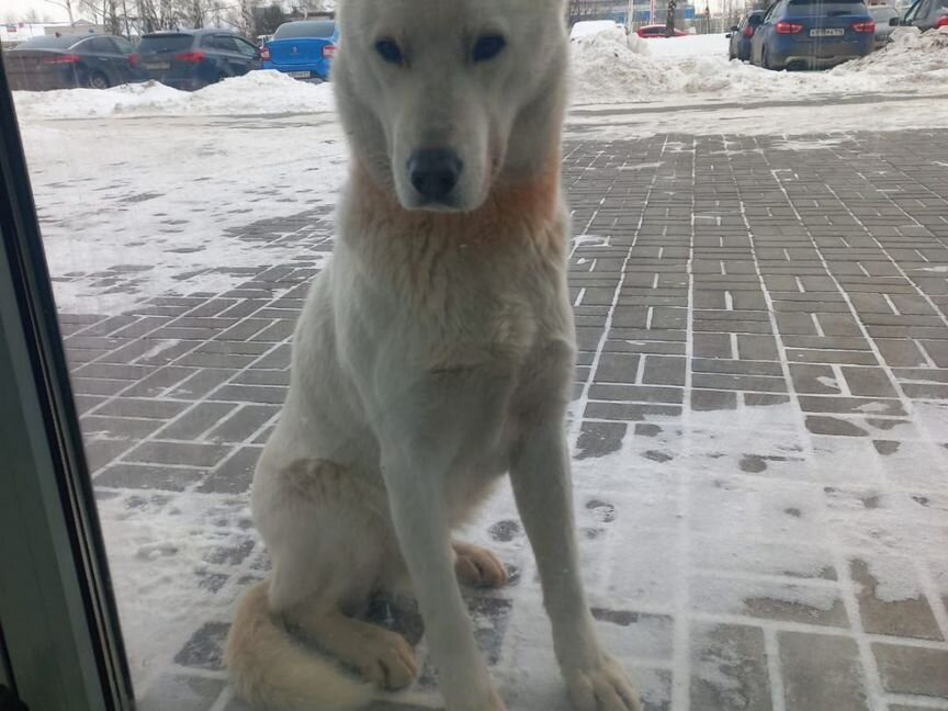 Собака-потеряшка на Тэцевской