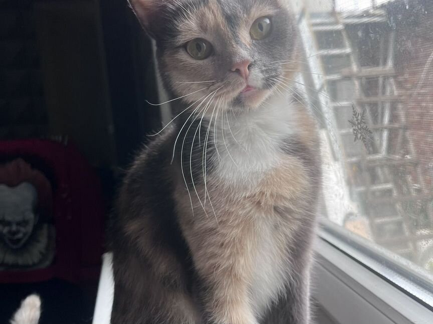 Братик и сестренка ищут семью