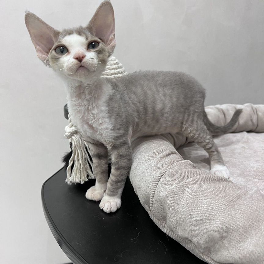 Котёнок породы Девон рекс доступен к резерву