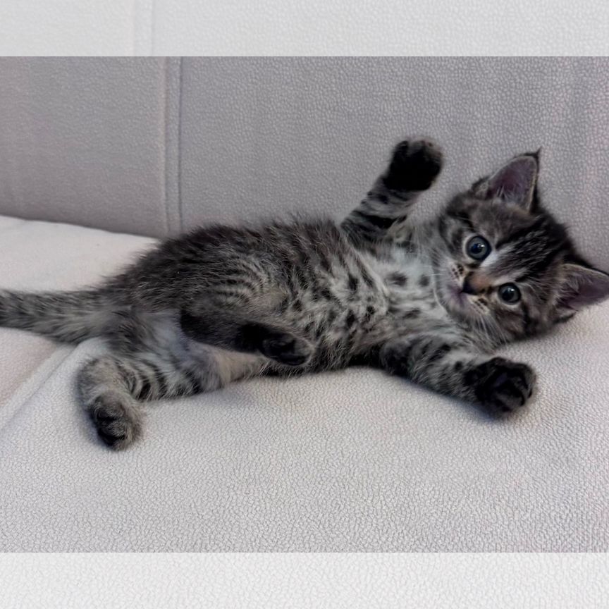 Отдам двух котят от домашней кошки
