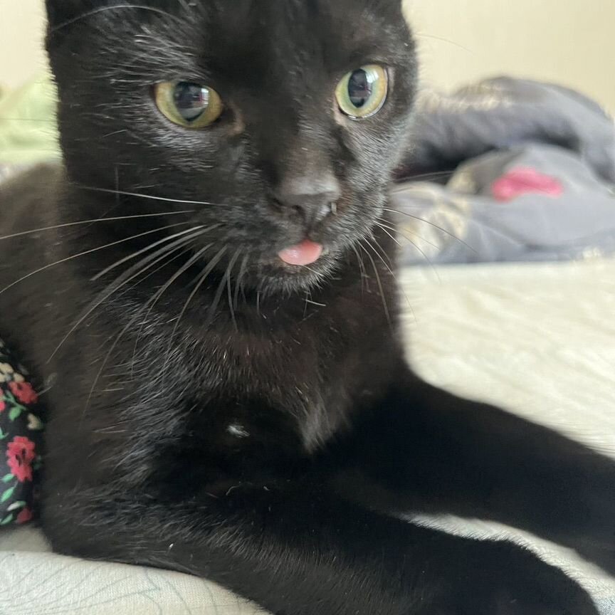Животное котенок