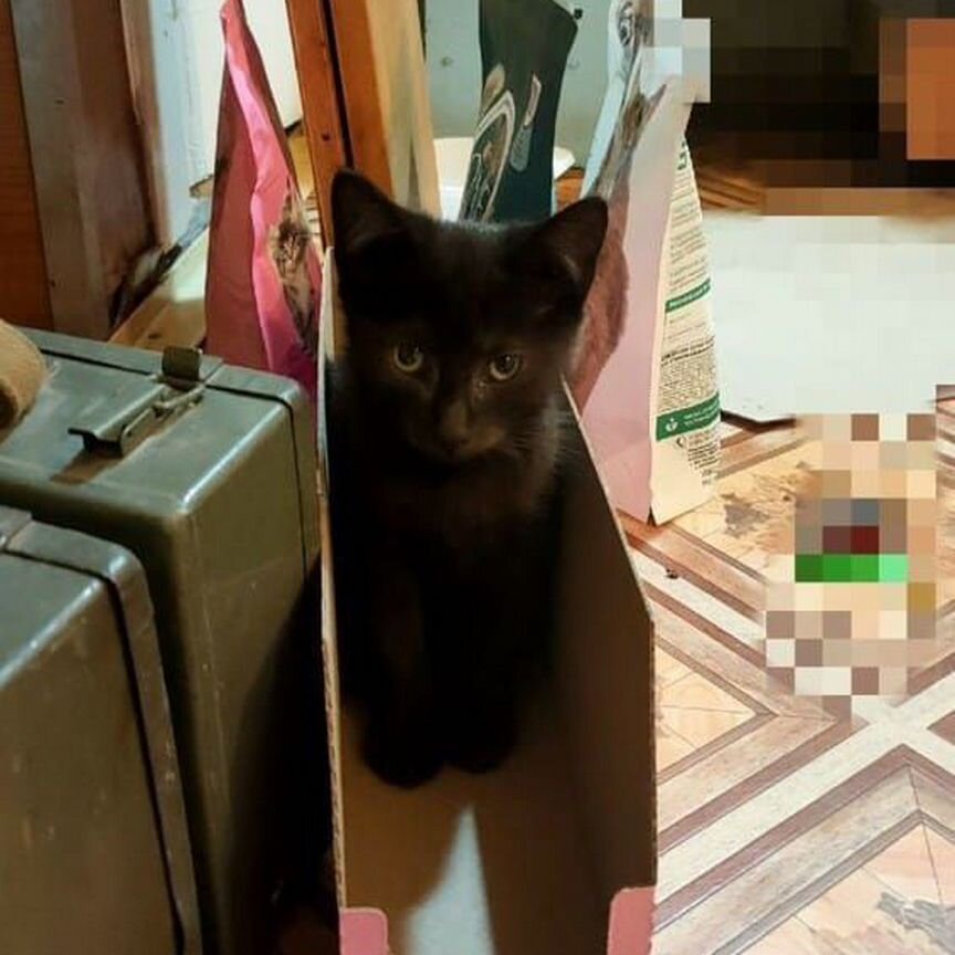 Котёнок в добрые руки