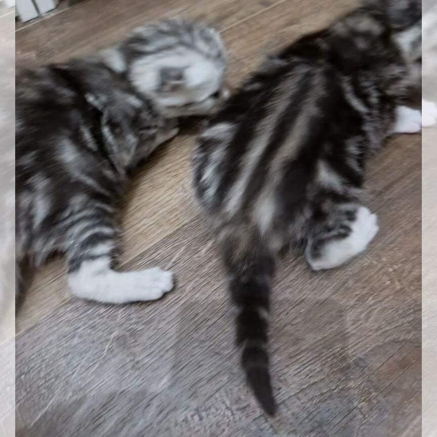 Шотландский прямоухий короткошёрстный котёнок