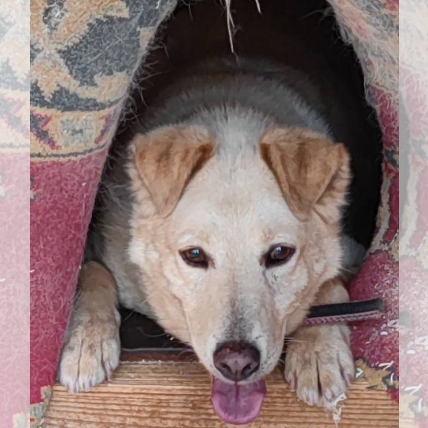 Метис ретривера в добрые руки