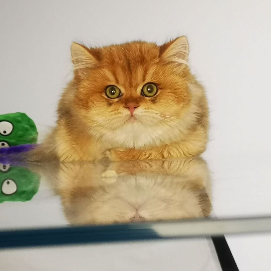 Британский котенок золотая шиншилла