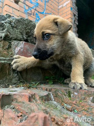 Спасите щеночка