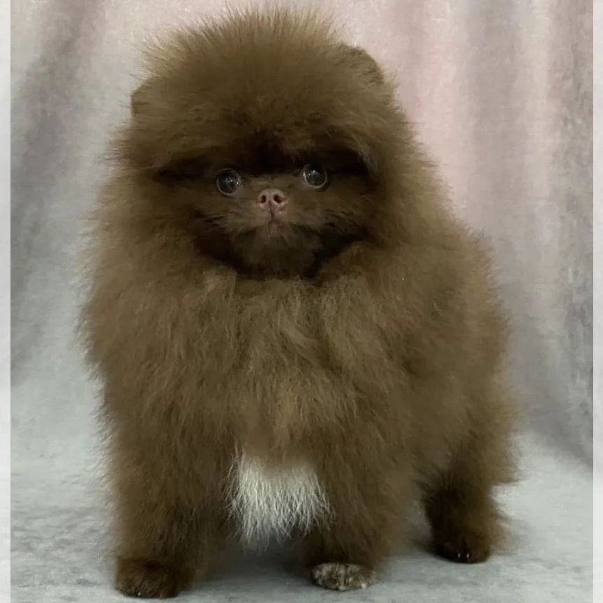 Померанский шпиц, щенок