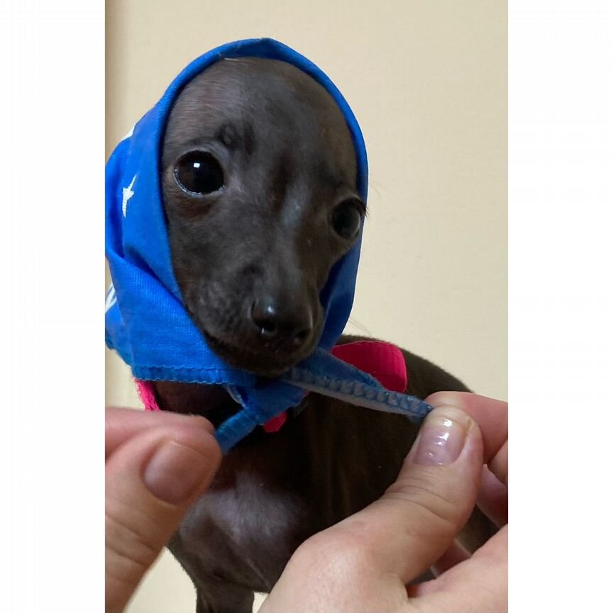 Девочка породы левретка Солнце