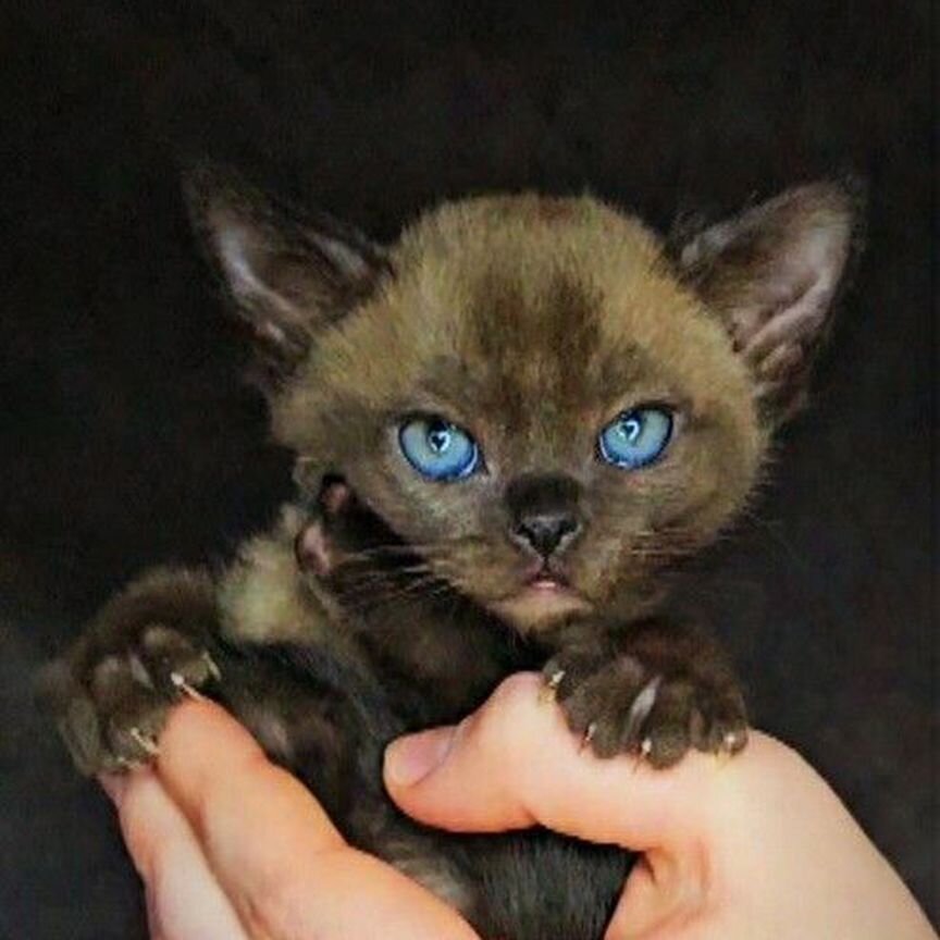 Котик Европейской бурмы