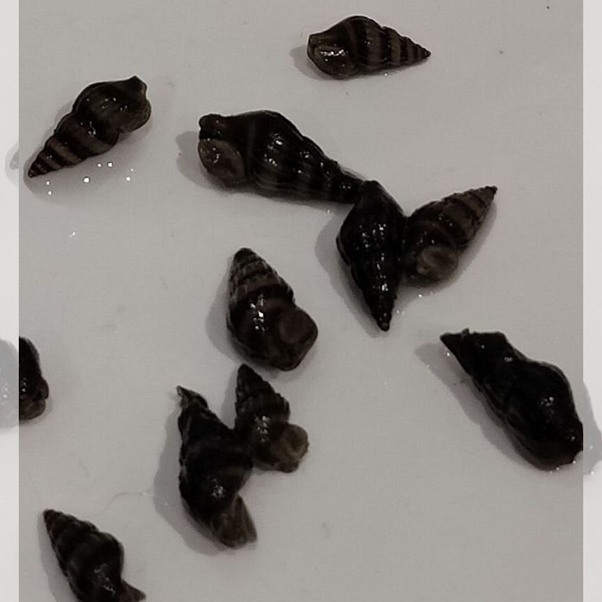 Улитка хелена