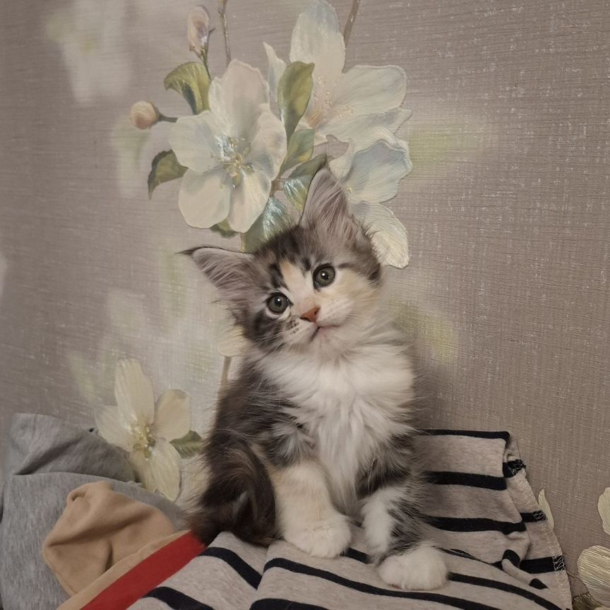 Котята мейн-кун