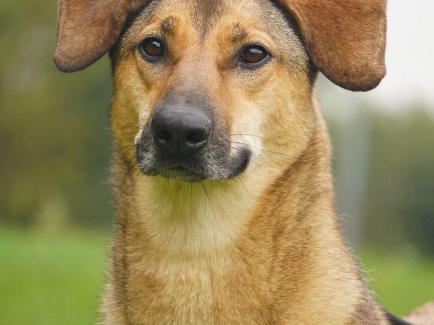 Собака бесплатно в добрые руки