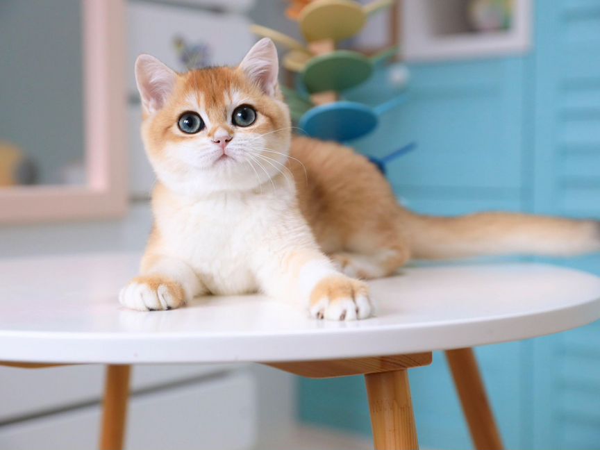 Британский мальчик. Шиншилла