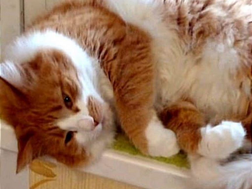 Коша рыжая в добрые руки